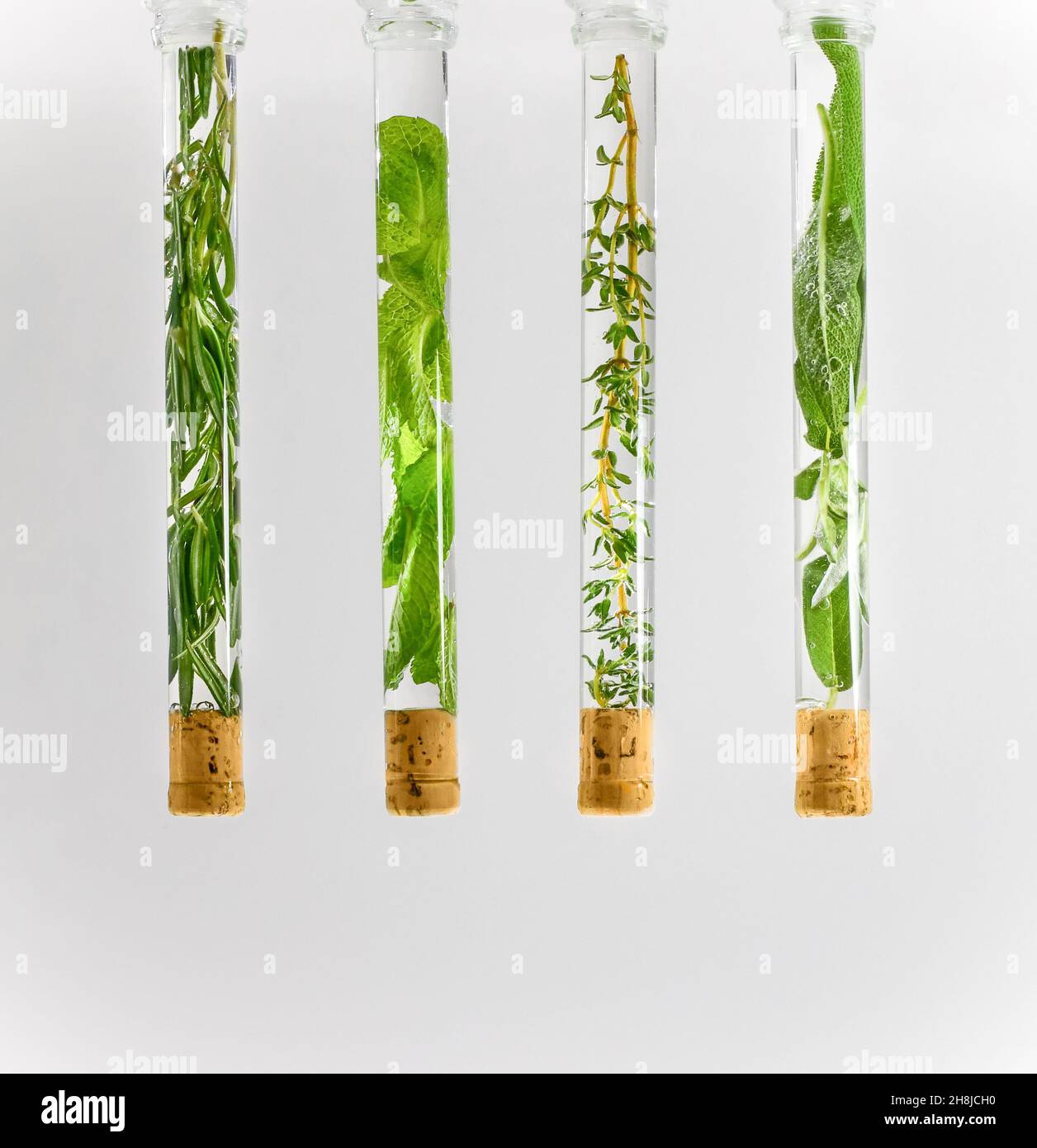 Herbs in inverted suspended tubes. Experiments with plant herbs Stock ...