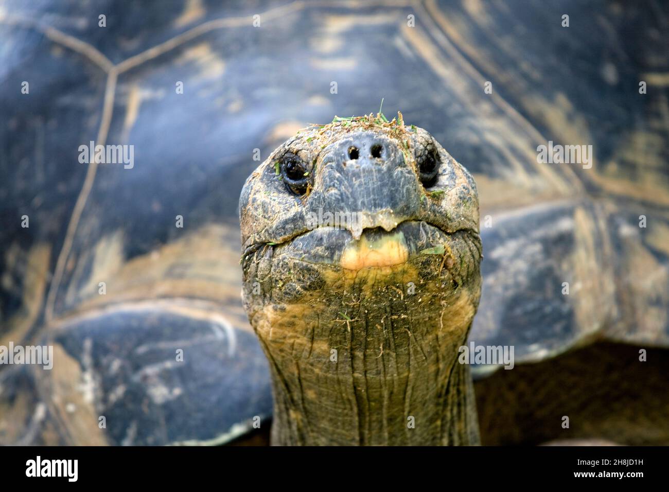 Close up on the head of a giant Galapagos turtle Stock Photo - Alamy