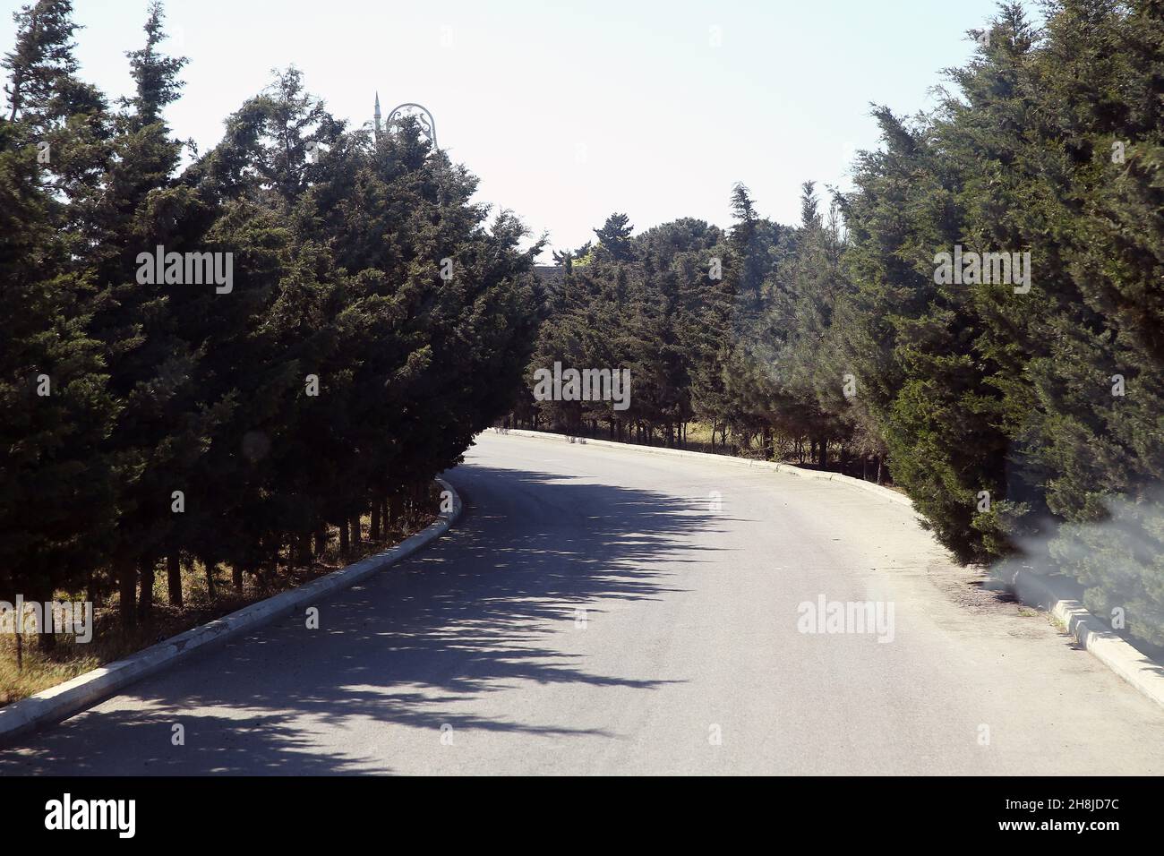 Pine trees on the side of the asphalt road . A road with pine trees on ...