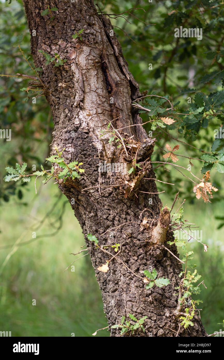 Tree from Catalonia forest Stock Photo - Alamy