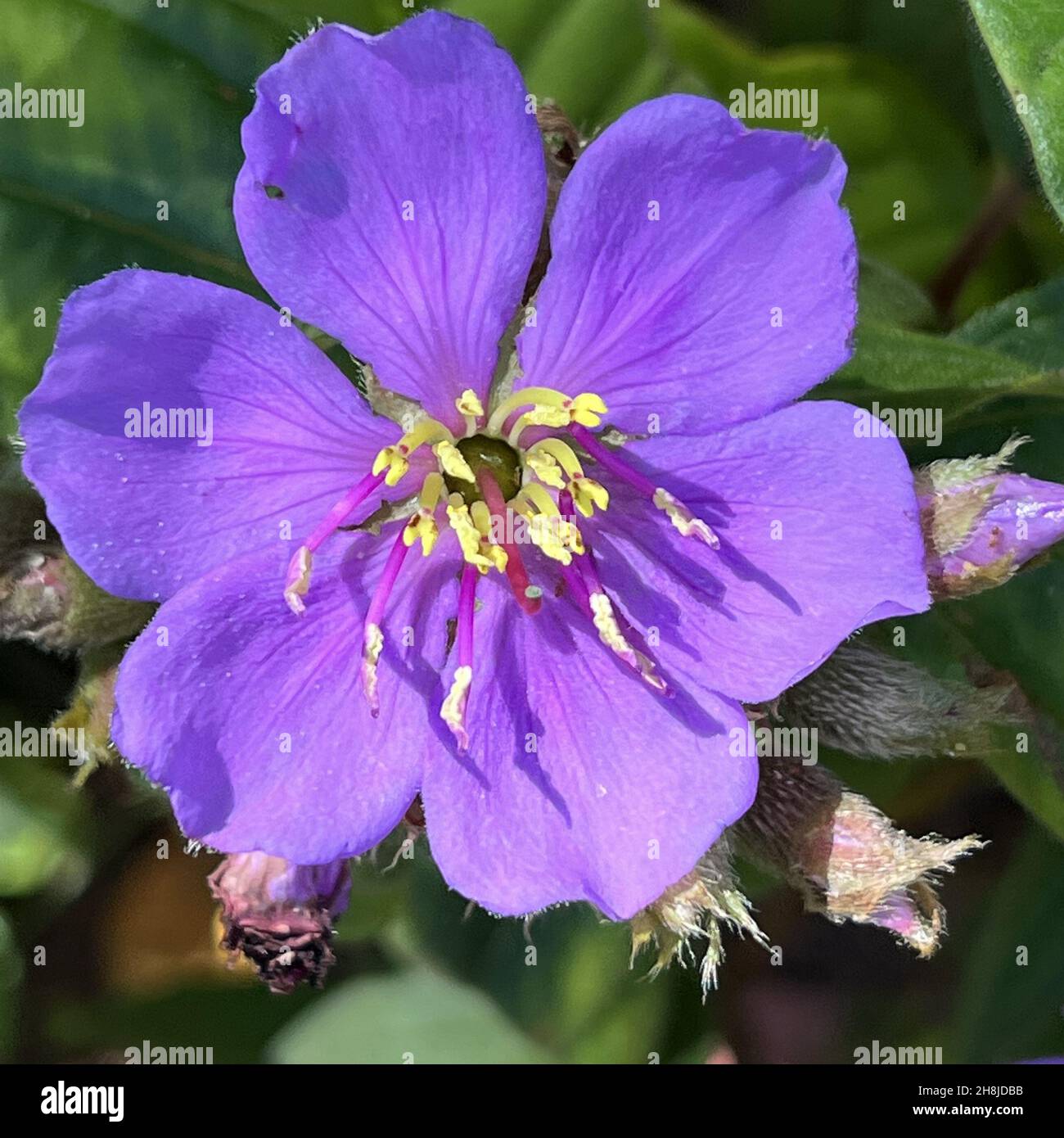 Melastoma malabathricum hi-res stock photography and images - Alamy