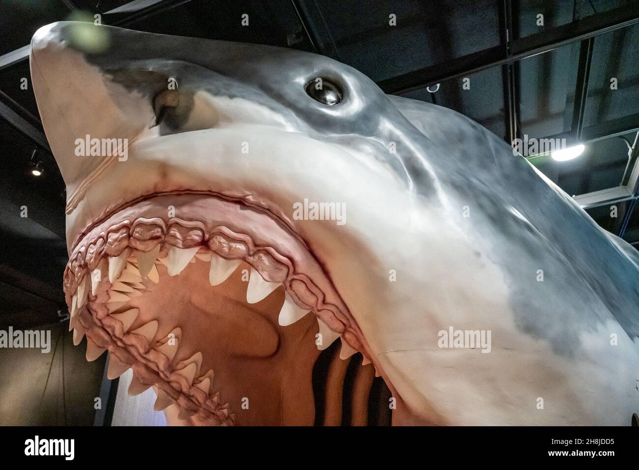 The exhibition team of the American Museum of Natural History installs ...