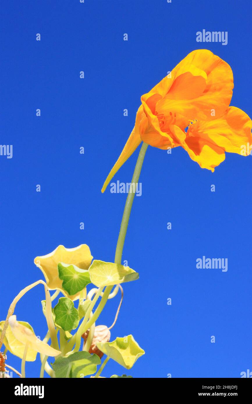 the yellow flower of the watercress plant against the blue sky Stock ...