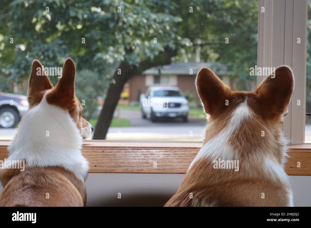 Selective of cute dogs looking from the window Stock Photo - Alamy