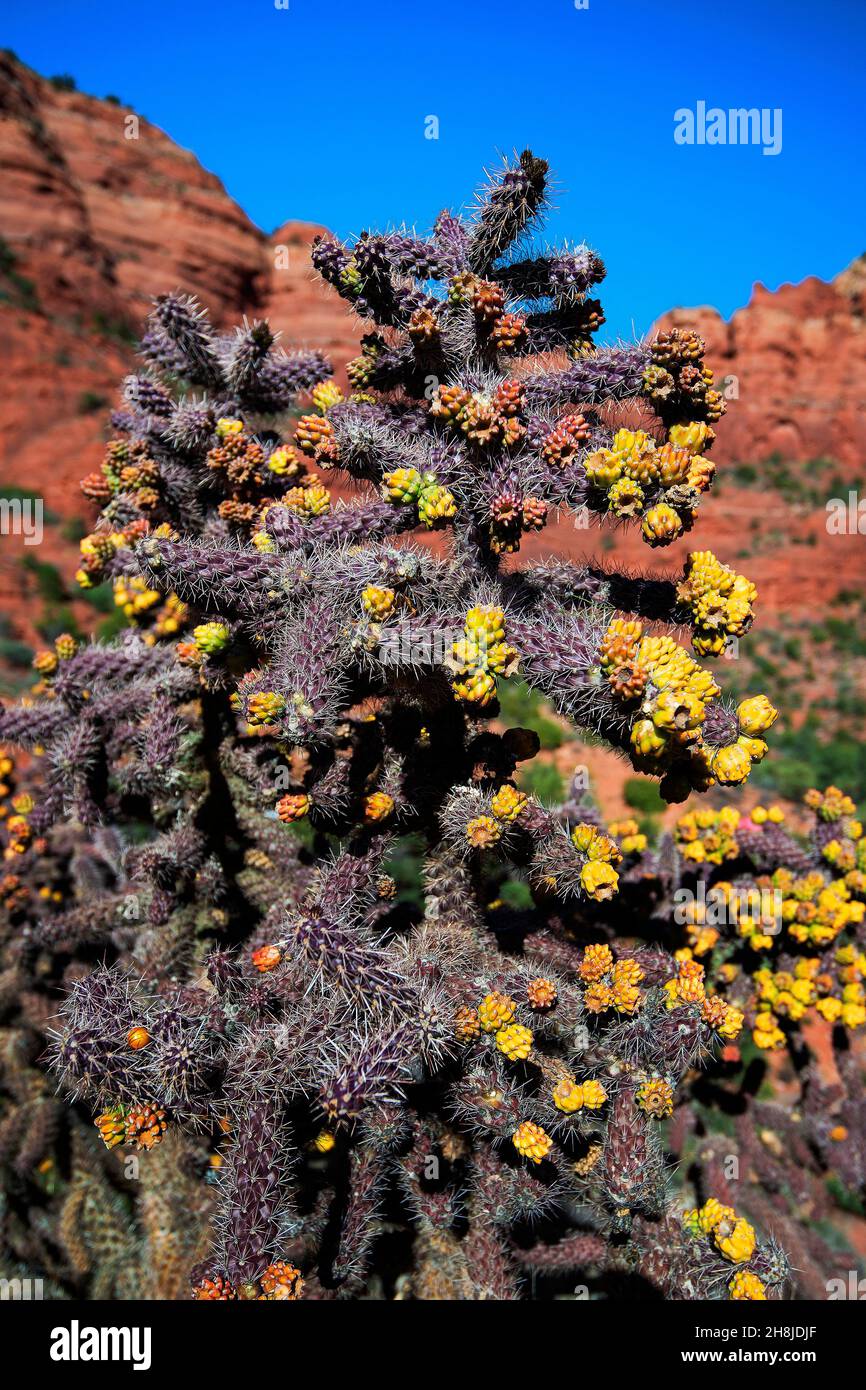 Cactus outside the Chapel of the Holy Cross, Sedona, Arizona Stock ...