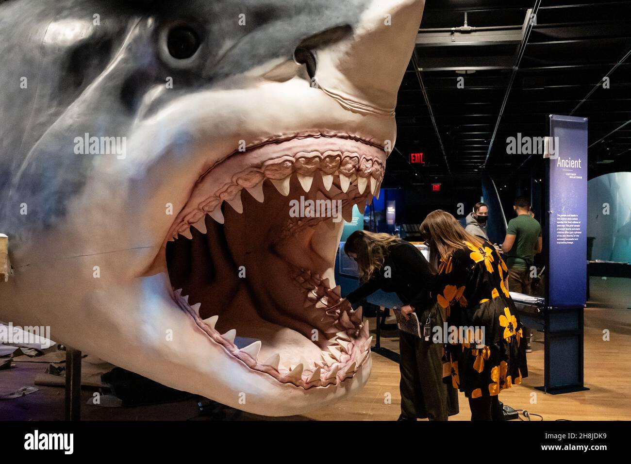 Prehistoric Megalodon Shark Model Prehistoric Megalodon Shark May Have