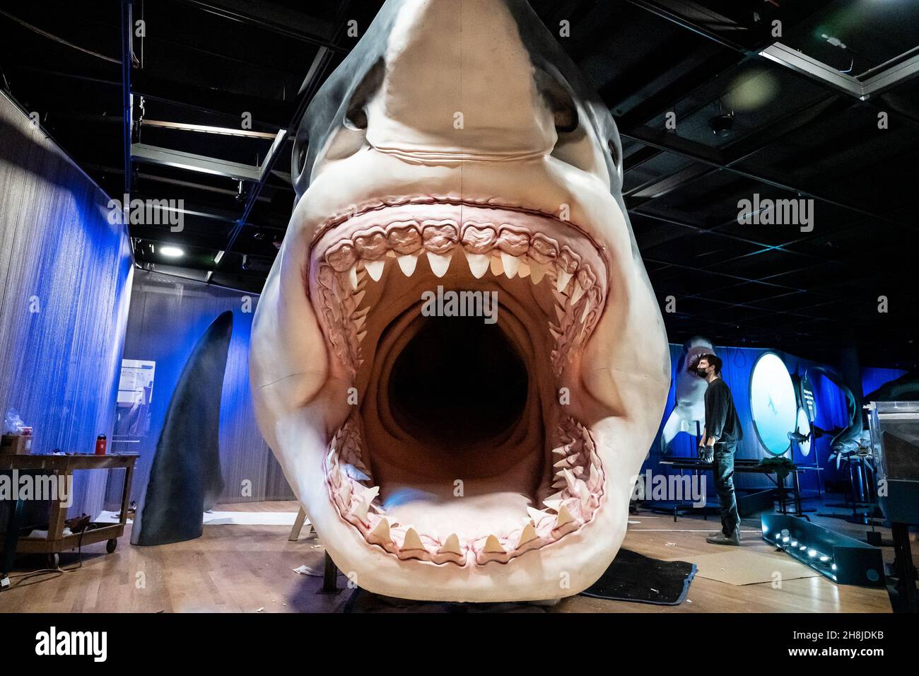 Megalodon museum hi-res stock photography and images - Alamy