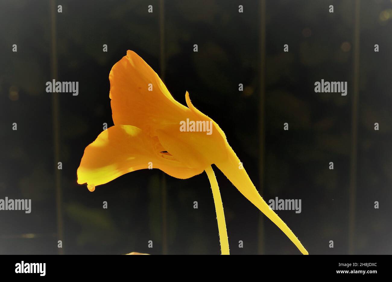 the yellow flower of the watercress plant Stock Photo - Alamy