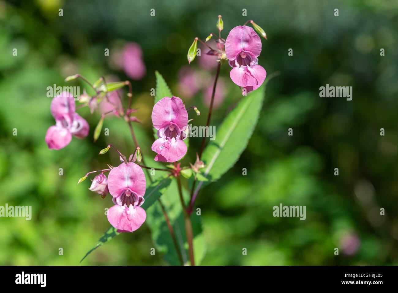 Himalayan balsam (impatiens gladulifera) flowers in bloom Stock Photo ...