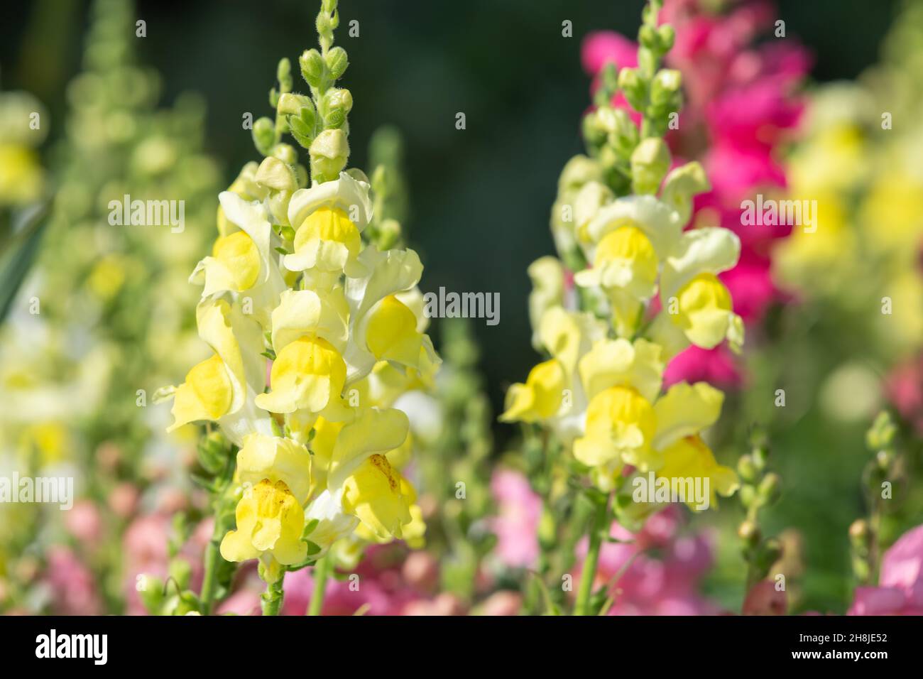 Close up of yellow snapdragon (antirrhinum) flowers in bloom Stock ...