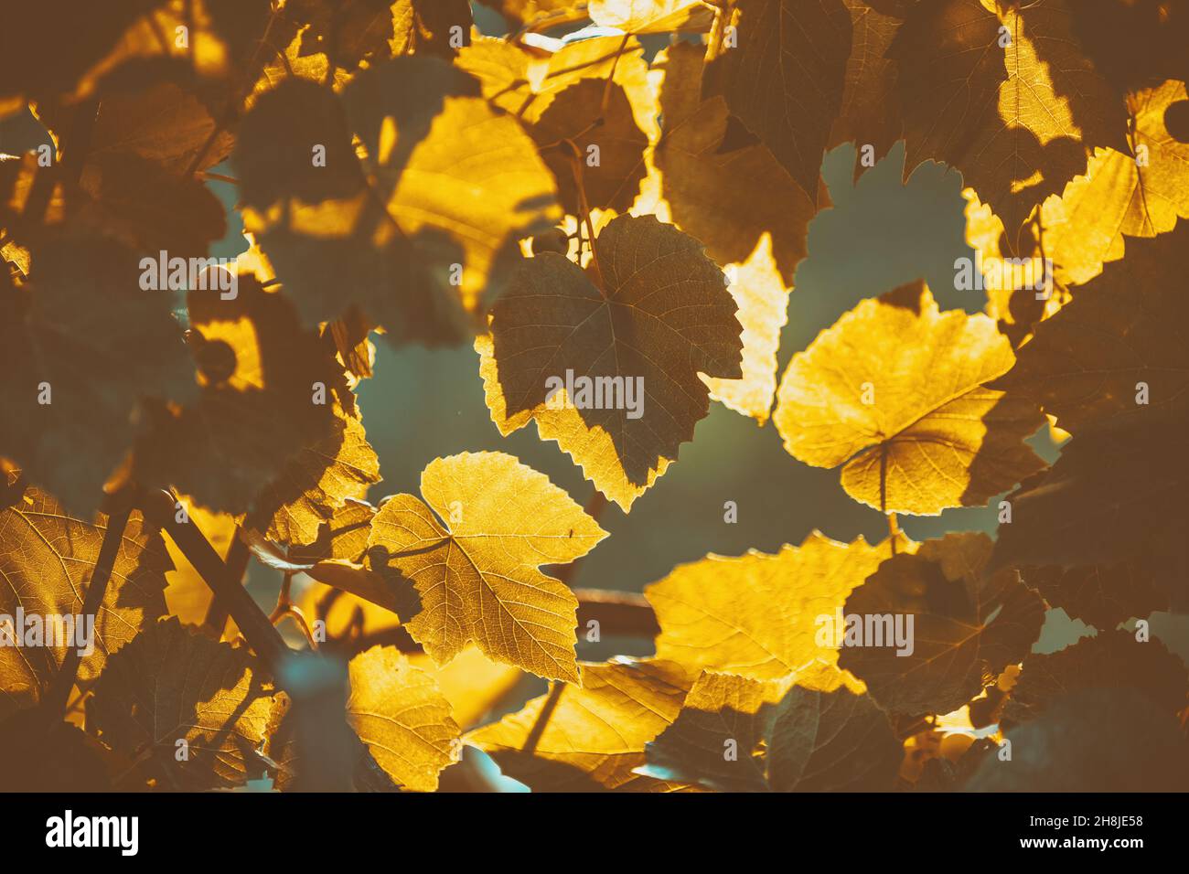 Vines background texture hi-res stock photography and images - Alamy
