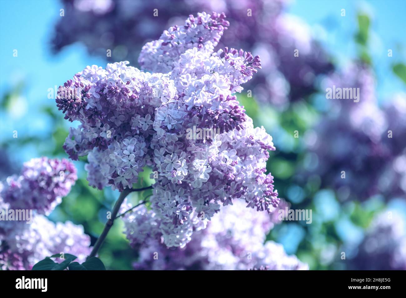 Purple lilac bush (Syringa) in the garden. Spring floral background ...
