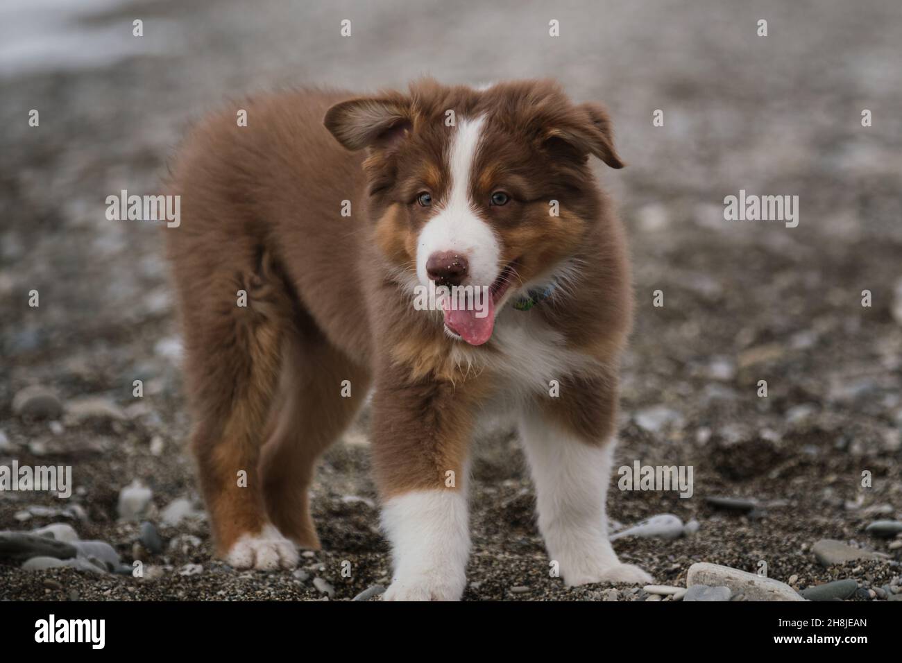 White And Brown Australian Shepherd