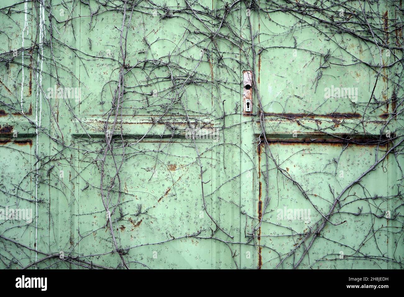 Old metal gate with dry wall-climbing vines Stock Photo - Alamy
