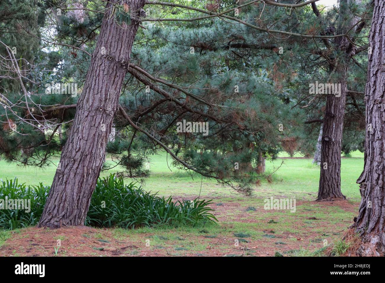 Scenery of pine trees in a field Stock Photo - Alamy