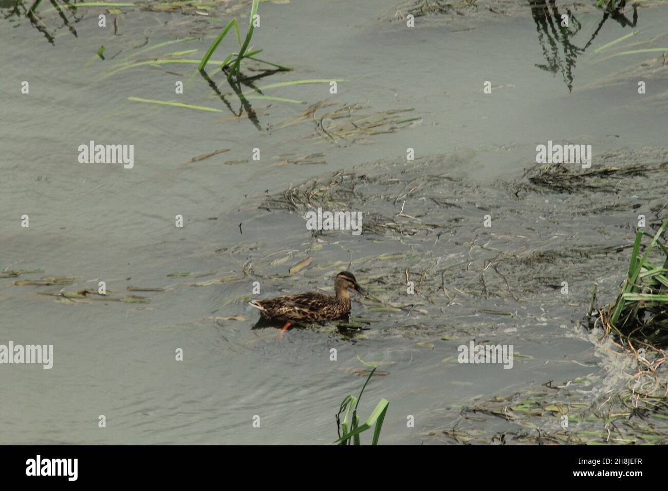 View of wild ducks swimming in the Tiber River in Rome, Italy with ...