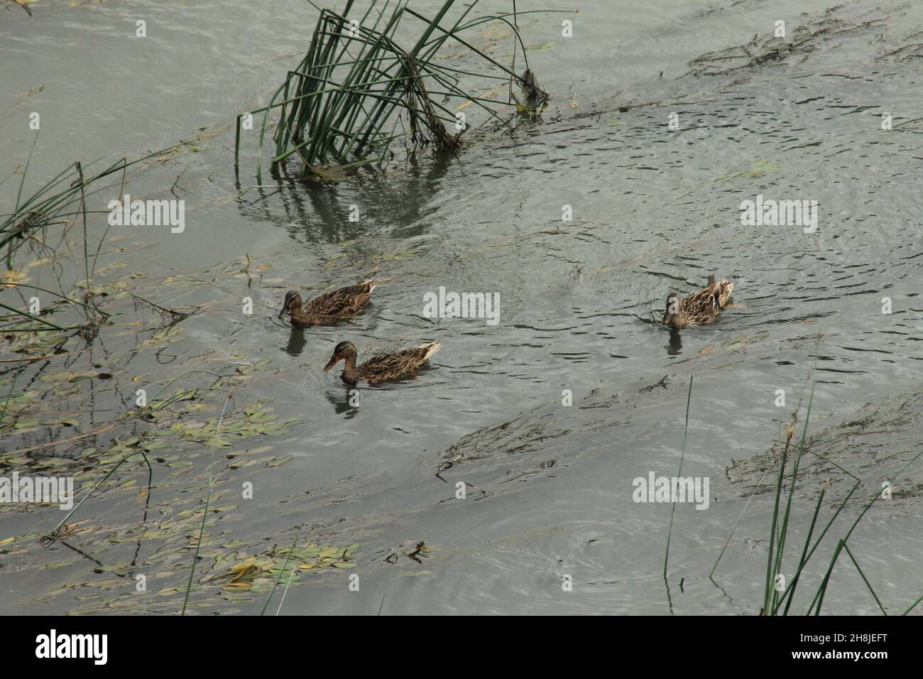 View of wild ducks swimming in the Tiber River in Rome, Italy with ...