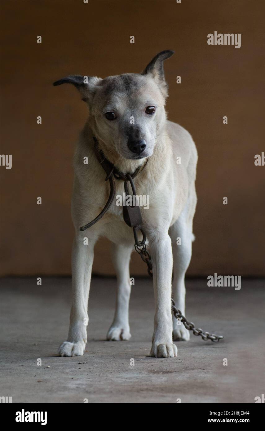 Frightened, lost dog dog ran away from home. A dog with a torn chain on ...