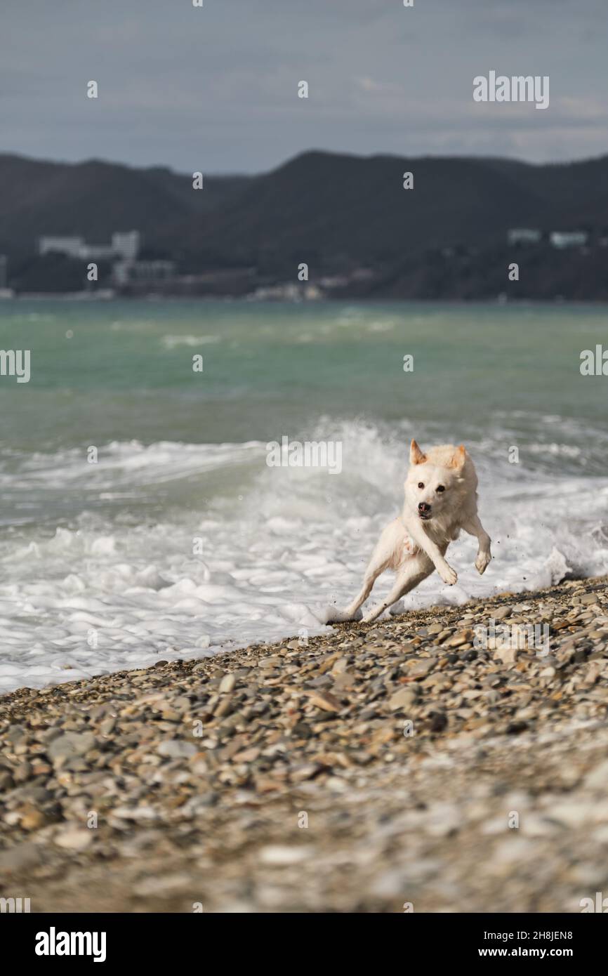 Why Are Dogs Afraid Of Water