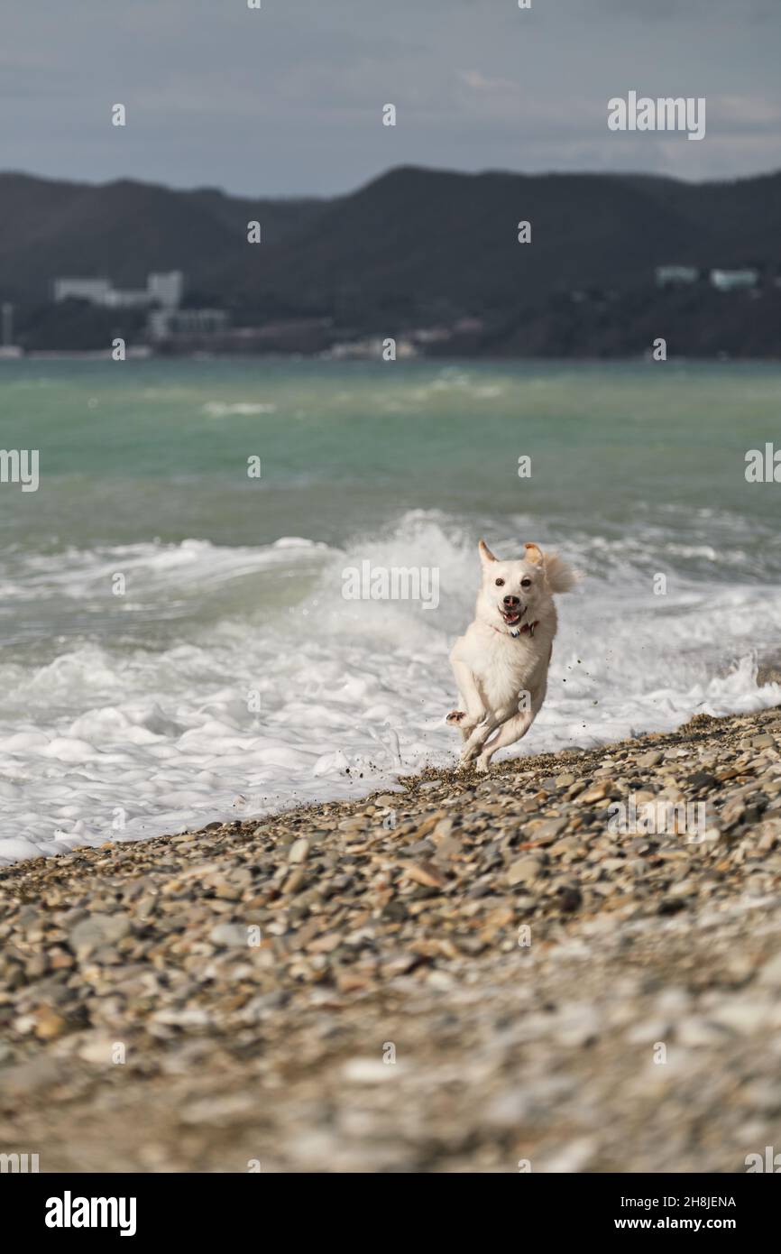 Mestizo White Swiss shepherd with red collar walks along seashore and ...