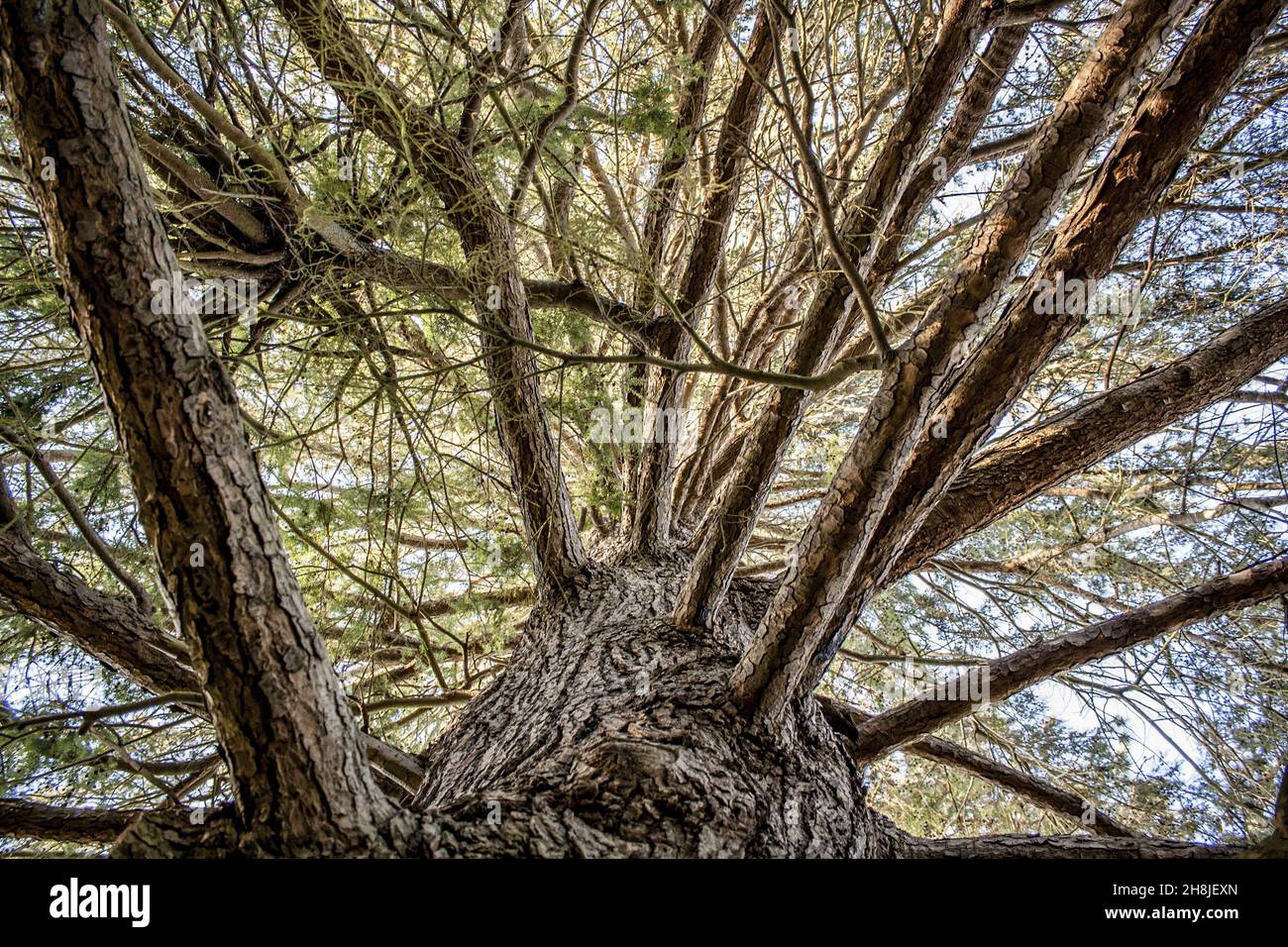 Low angle shot of a tall tree in the forest Stock Photo - Alamy
