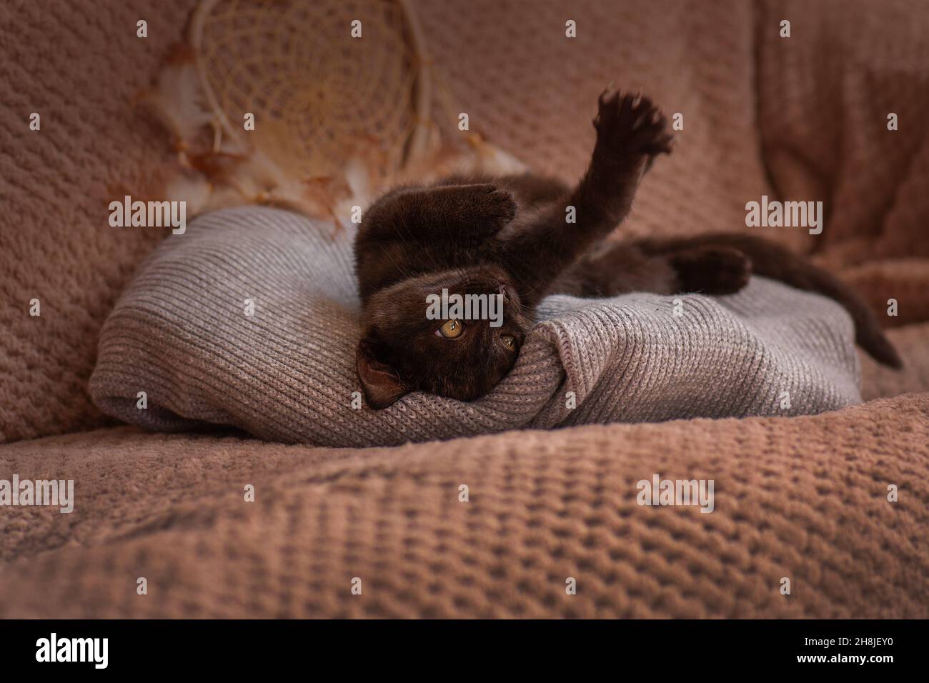 Pet napping hi-res stock photography and images - Alamy