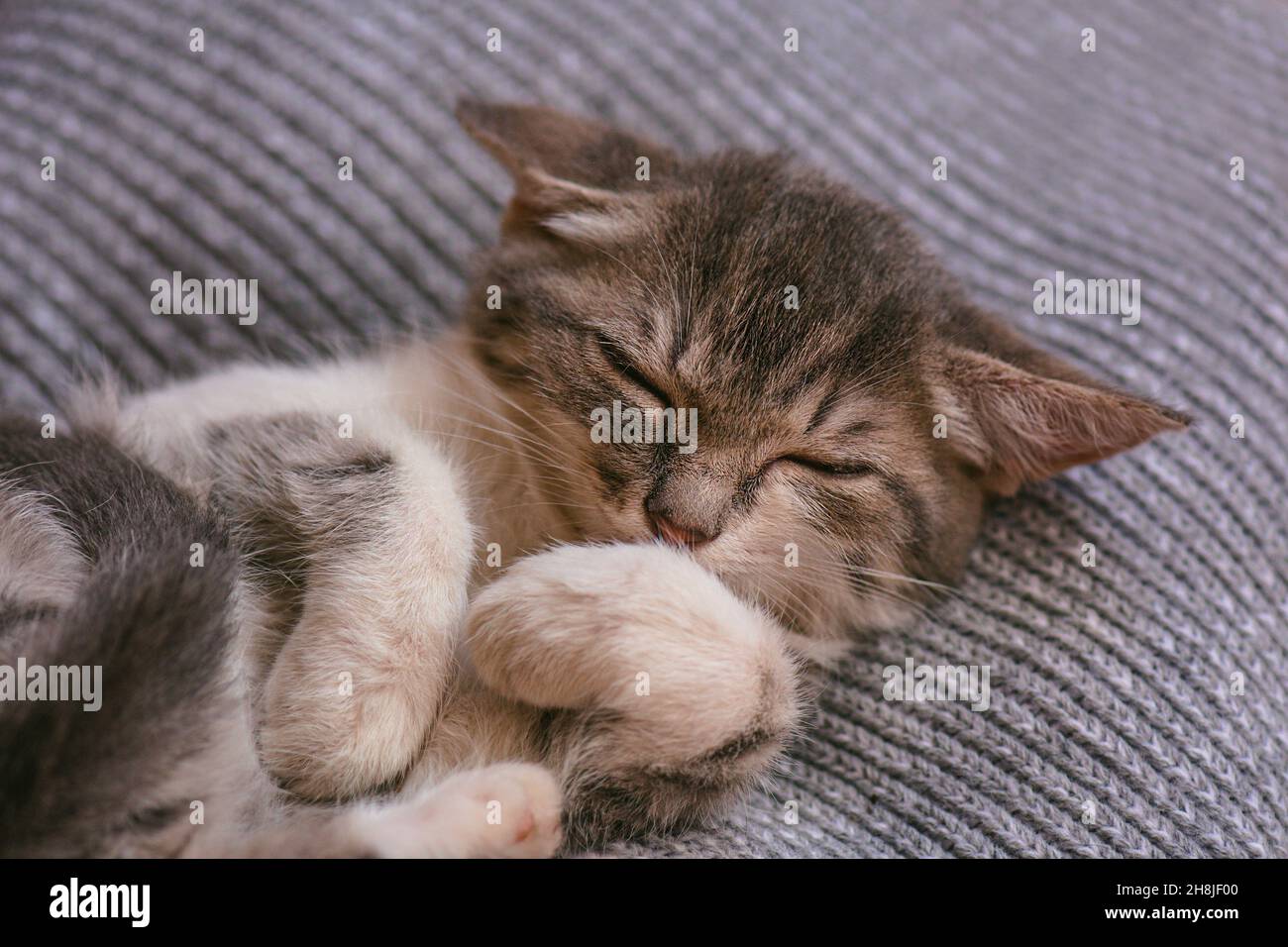 Snuggled animal hi-res stock photography and images - Alamy