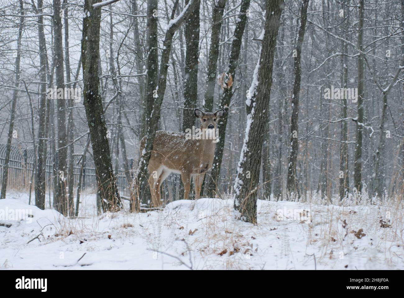 Small dear standing in Snow covered in the middle of the forest with ...