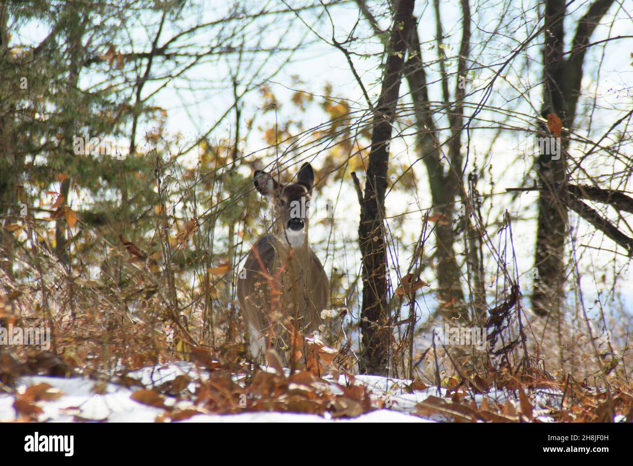 Small dear standing in Snow covered in the middle of the forest with ...
