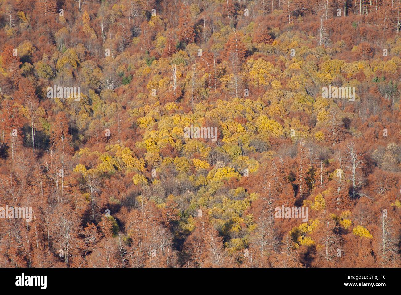 Beautiful autumn scene of the forest and colorful leaves on the trees ...