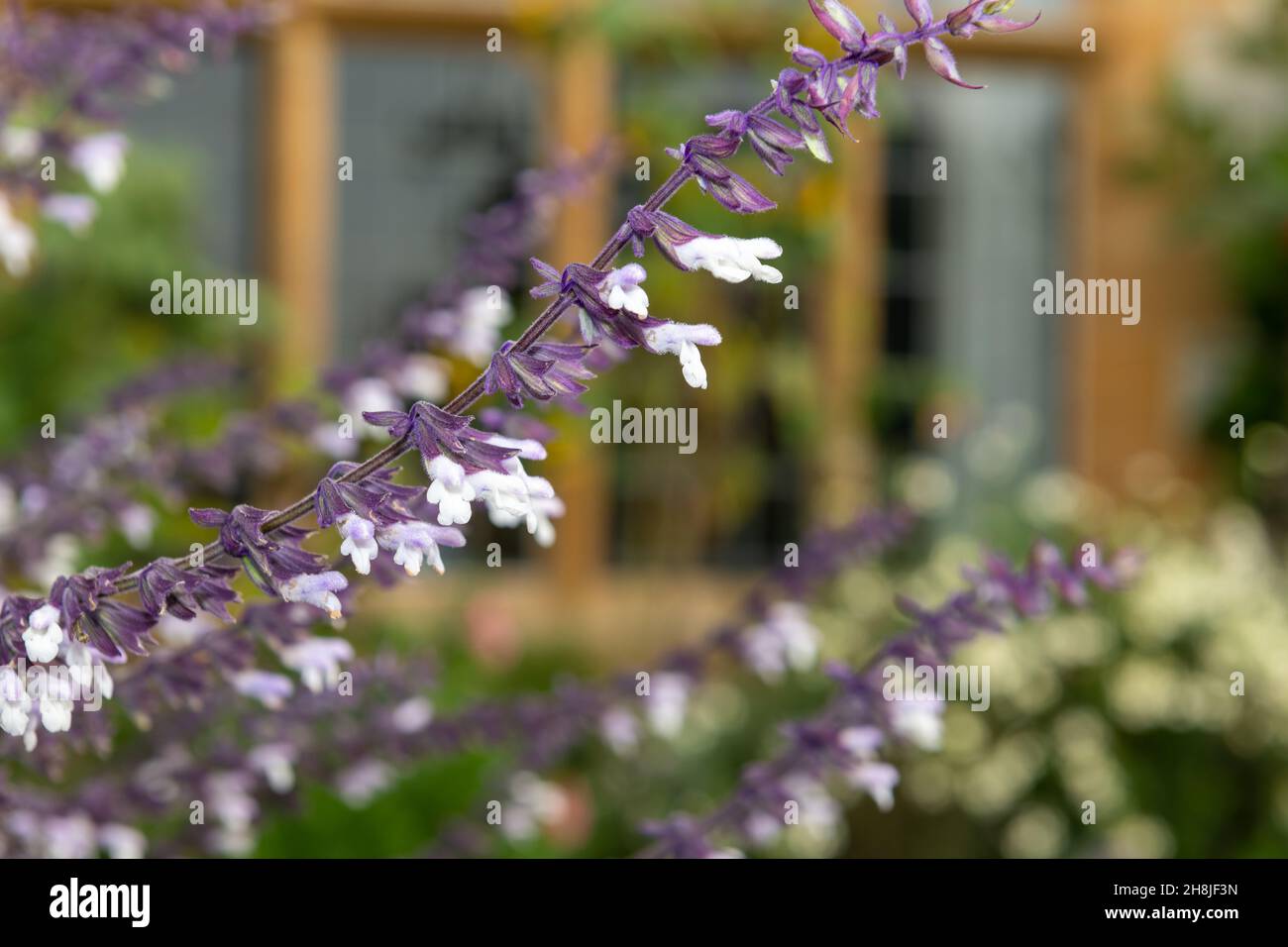 Salvia waverly hi-res stock photography and images - Alamy