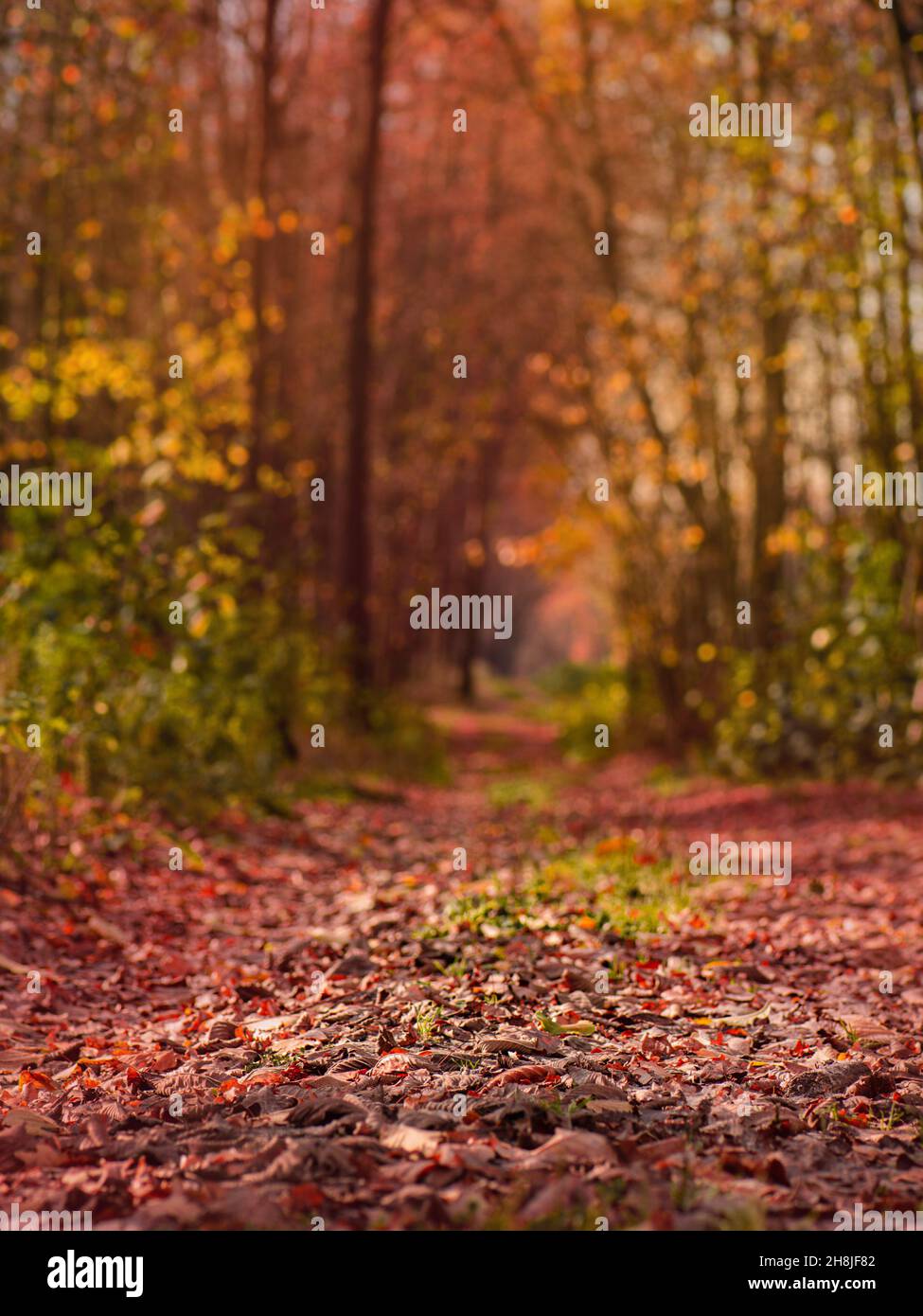 Autumn leaves falling to the ground. Autumn tree leaves falling on ...