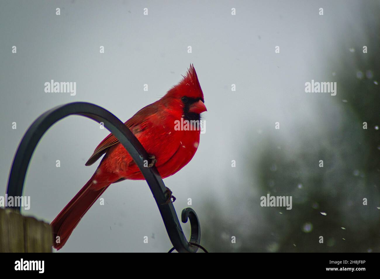 Northern cardinal on blurred background hi-res stock photography and ...