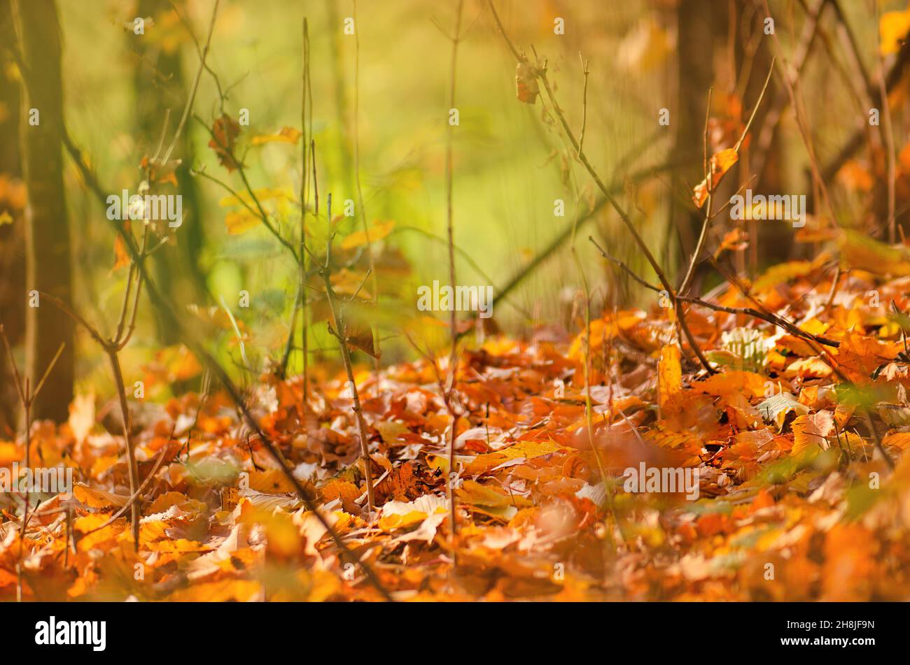 Autumn leaves falling and spinning. Beautiful colored autumn leaves ...