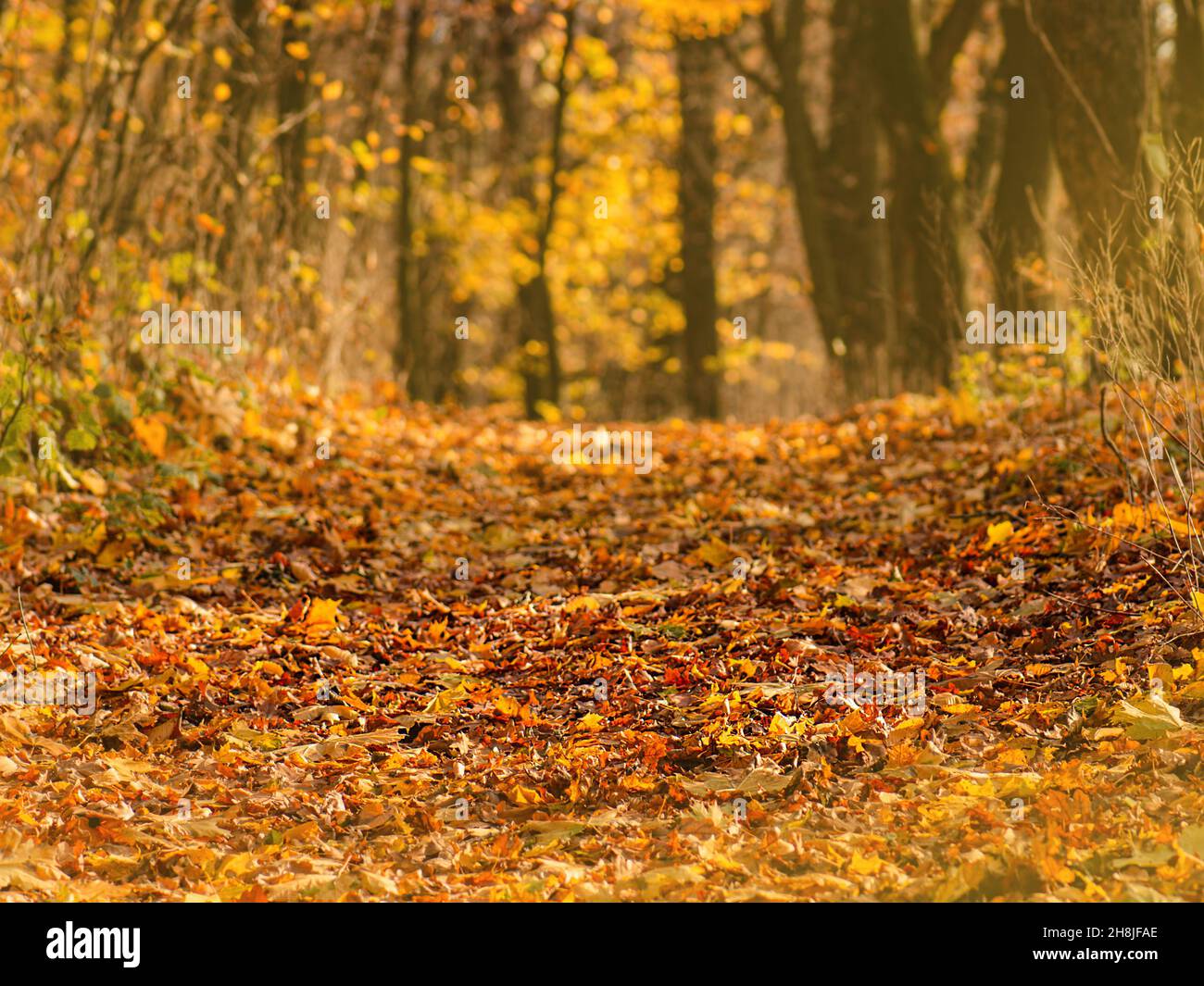 Falling autumn leaves. Fall outdoor nature background with colorful ...