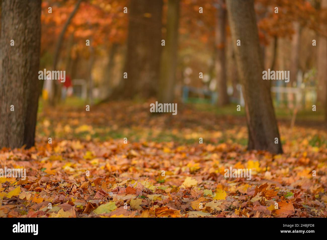 Gold color carpet texture hi-res stock photography and images - Alamy