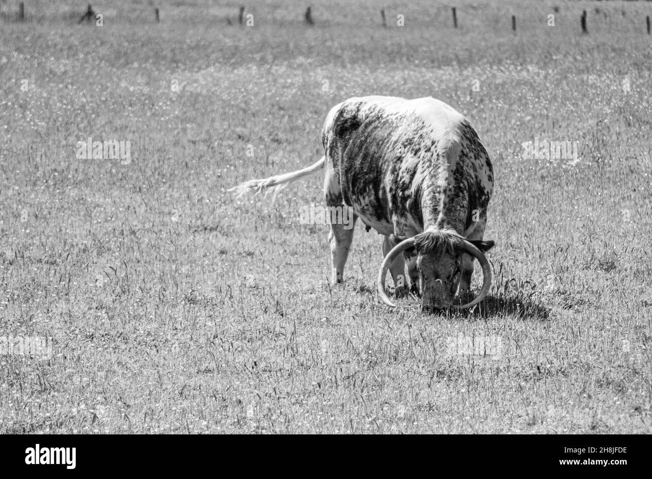 Cattle grazing patterns Black and White Stock Photos & Images - Alamy