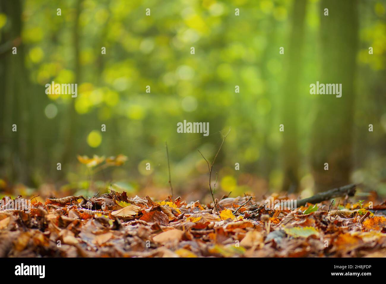 Falling autumn leaves natural background. Autumn leaves falling and ...
