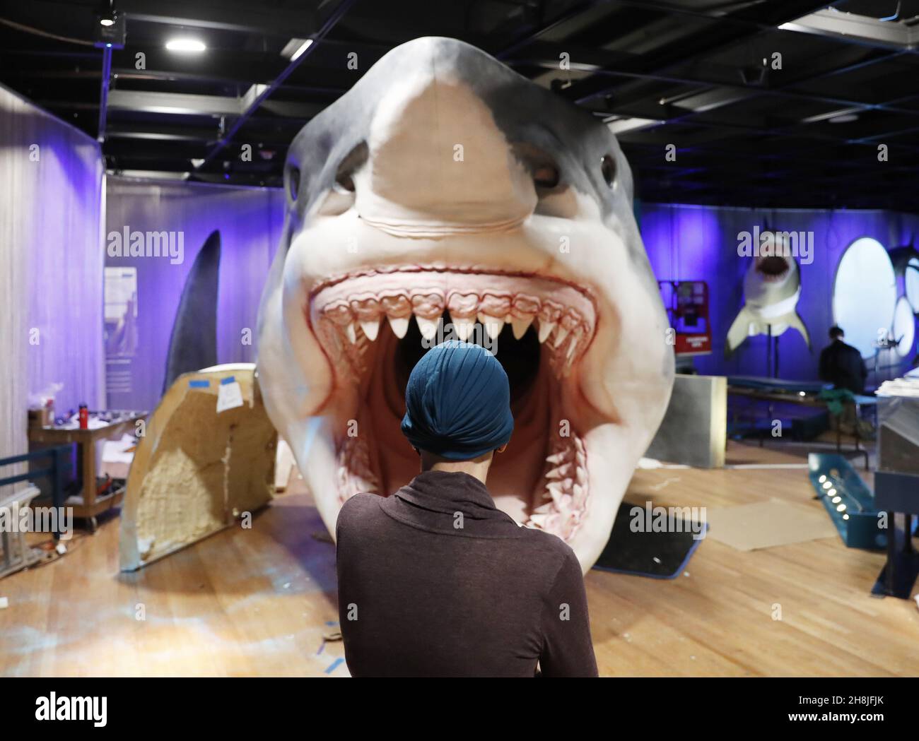 Megalodon museum hi-res stock photography and images - Alamy
