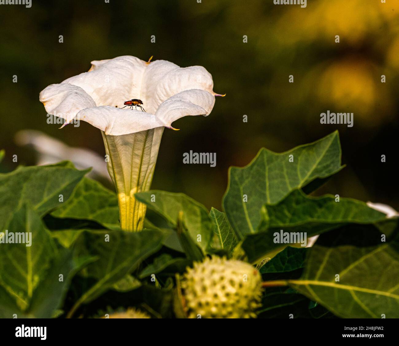 Closeup shot of Devil's Trumpet (Datura Metel) with an insect in the ...