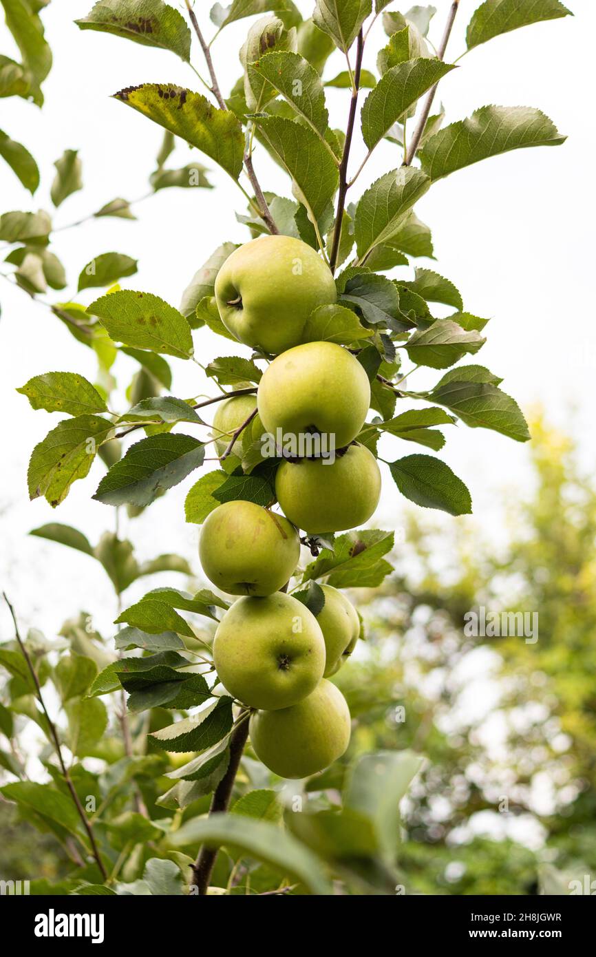 Green apples growing on a tree in a garden Stock Photo - Alamy