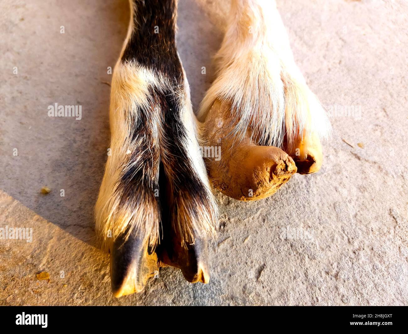 Goat lovers hi-res stock photography and images - Alamy