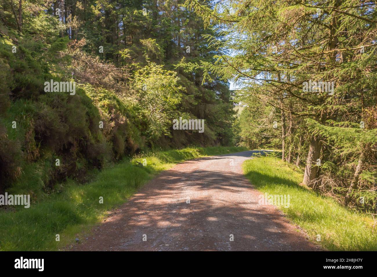 Irish forest trees hi-res stock photography and images - Alamy