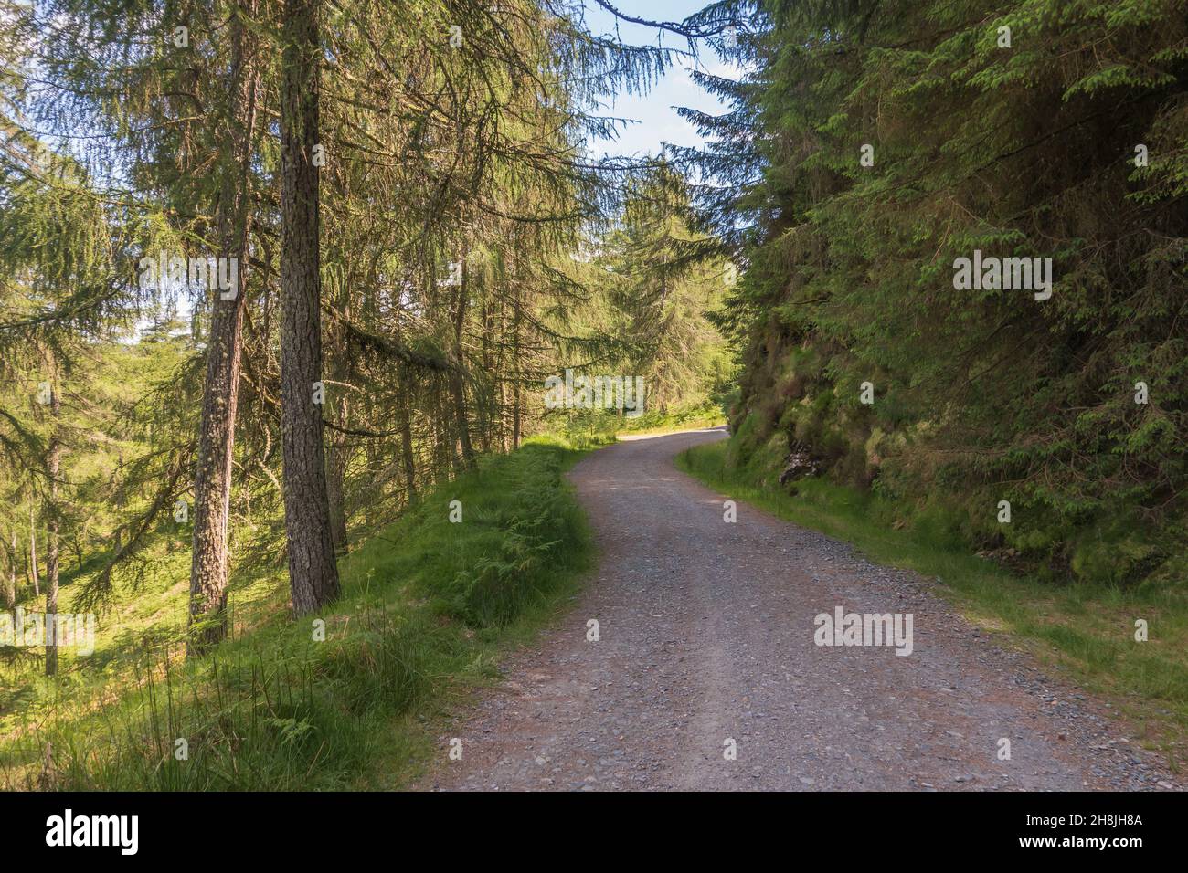 Irish forest trees hi-res stock photography and images - Alamy
