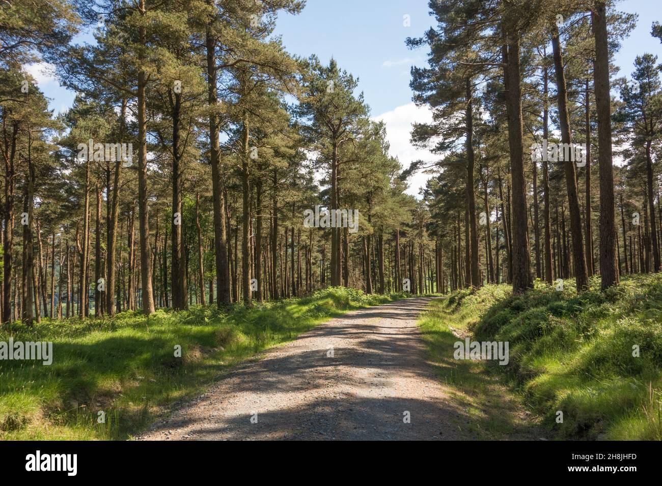 Irish forest trees hi-res stock photography and images - Alamy