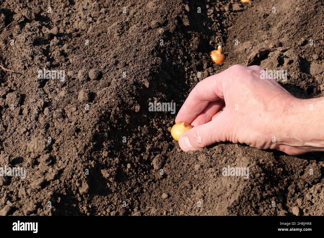 Farmer's hand planting onions. Spring work in the garden. Sowing onions ...