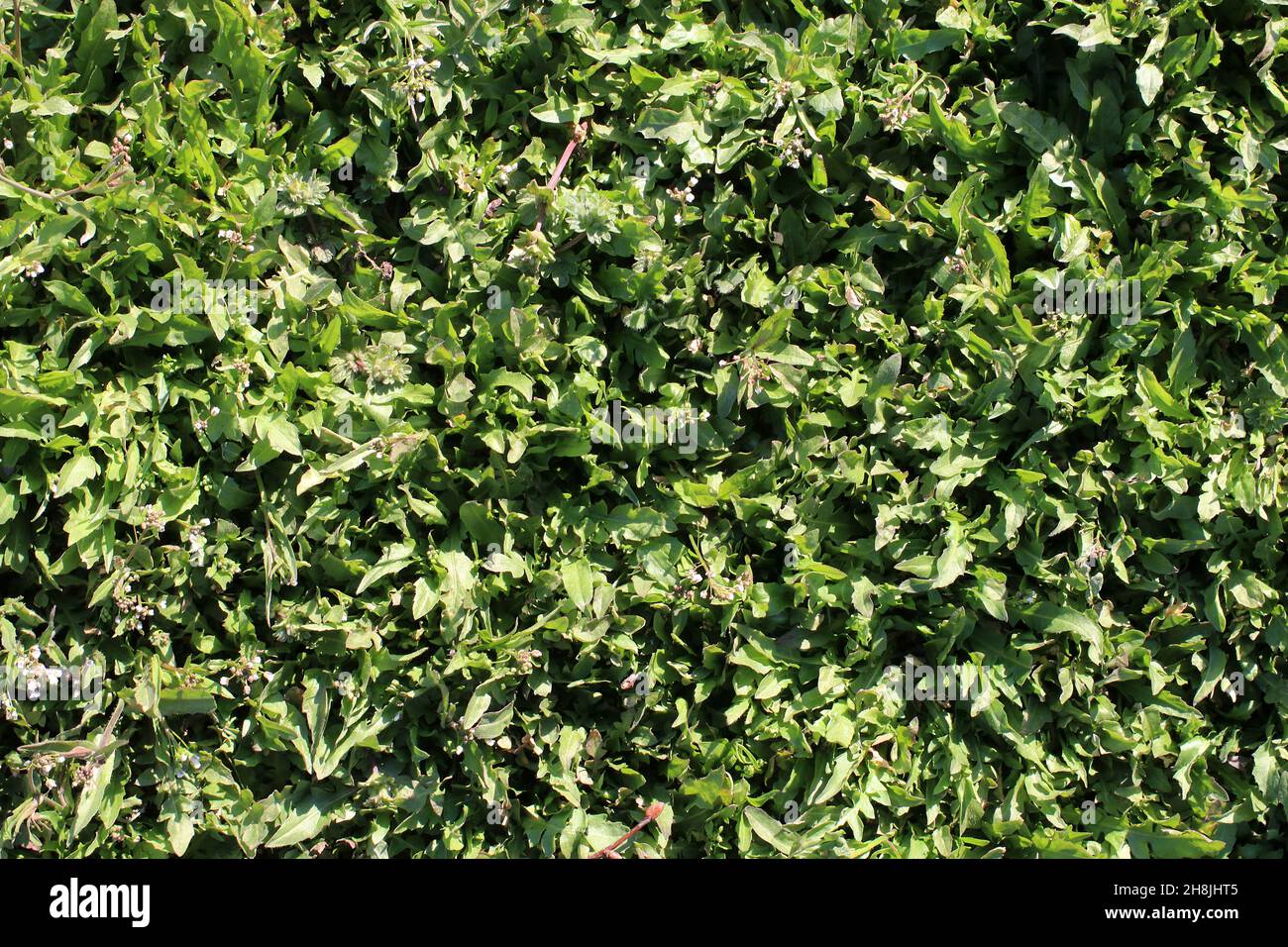 Weeds on an agricultural field Stock Photo - Alamy