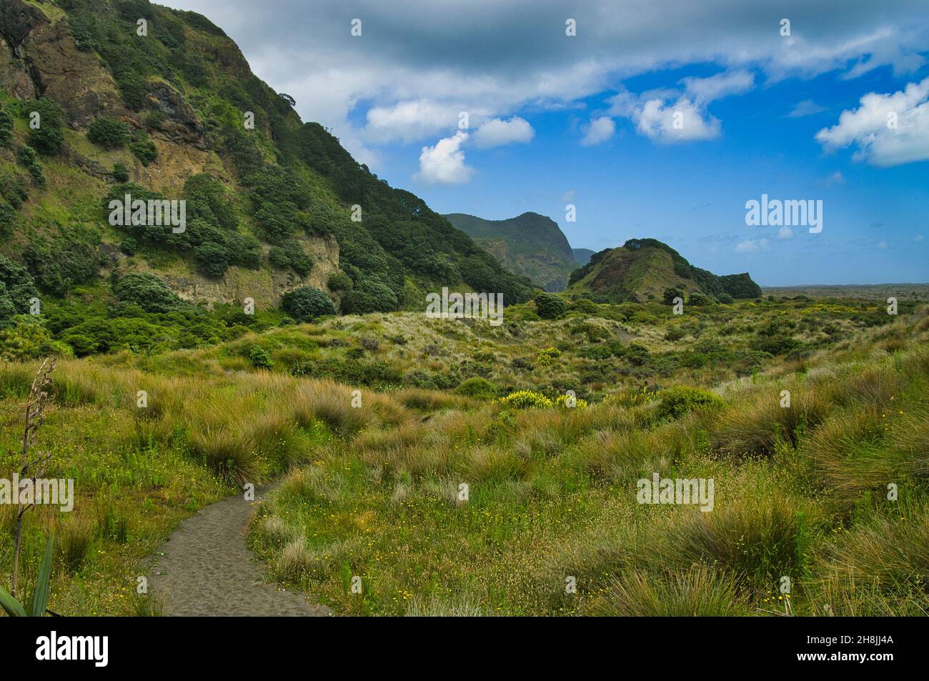 Dune landscape with grasses, low shrubs and flowers, close to Karakare ...