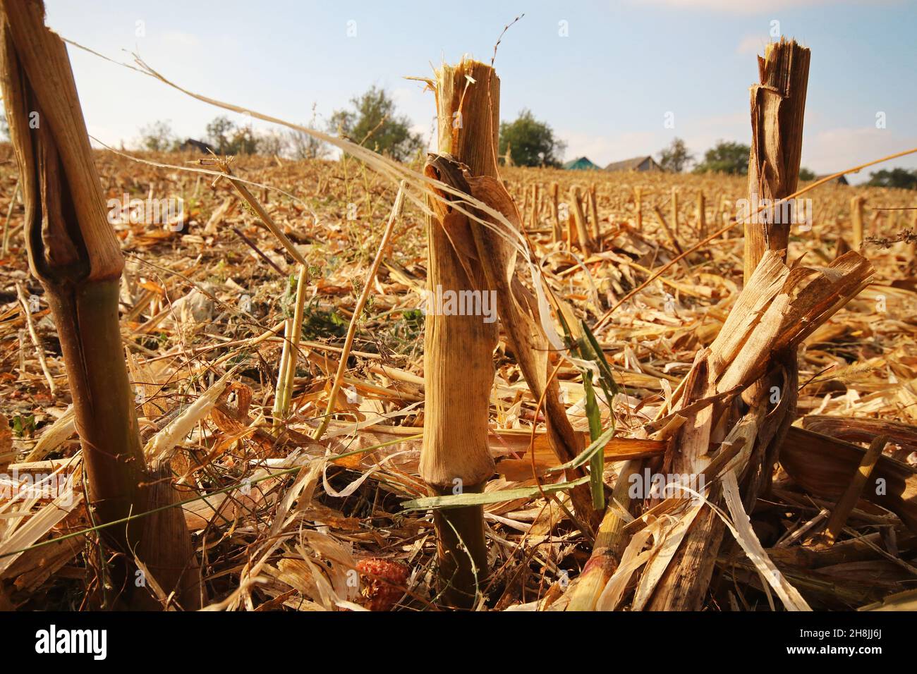 Agricultural field after harvesting corn. On the field are the remains ...