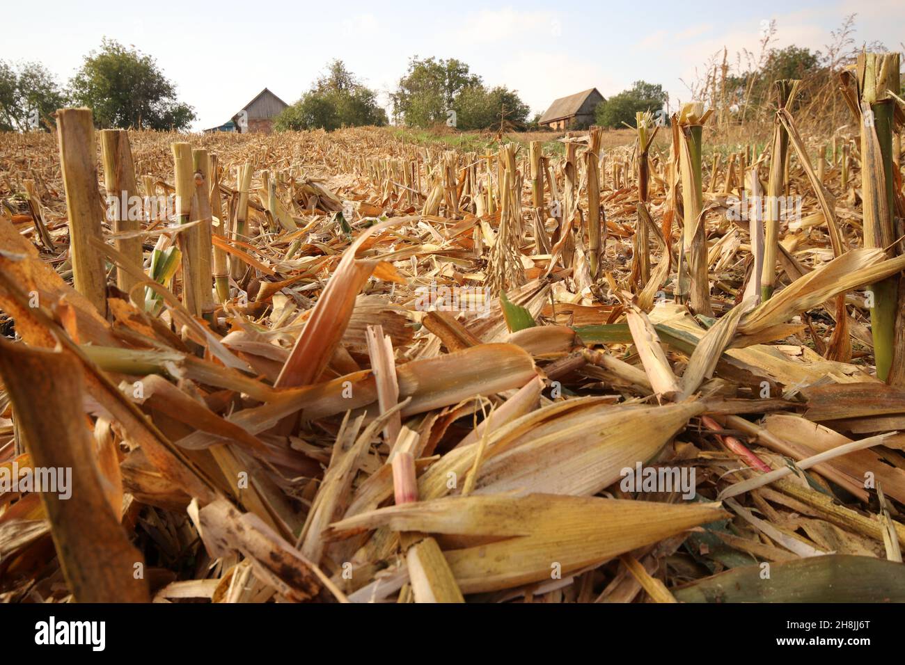 Agricultural field after harvesting corn. On the field are the remains ...